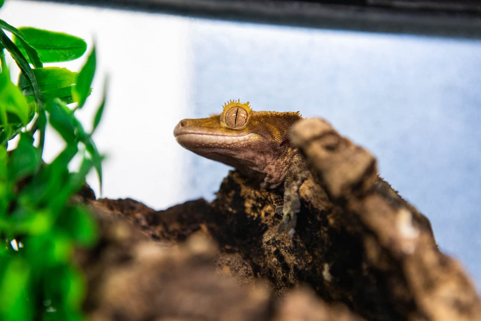 Animal Management - Suffolk New College